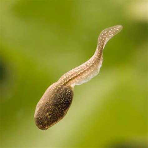 Tadpole With Legs And Arms