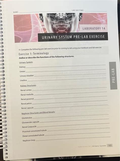 Solved LAB DAYTIME NAME LABORATORY URINARY SYSTEM PRE LAB Chegg Com