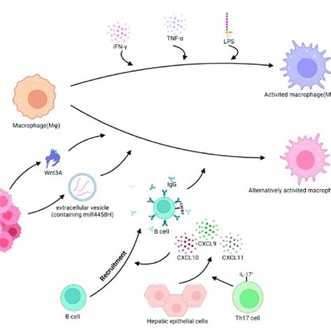 Polarization Of Tams In Hcc The Local Cytokine Environment Can Download Scientific Diagram