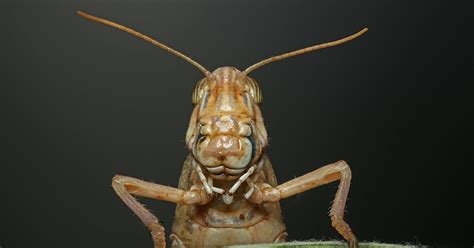 Battling A Locust Swarm From Space