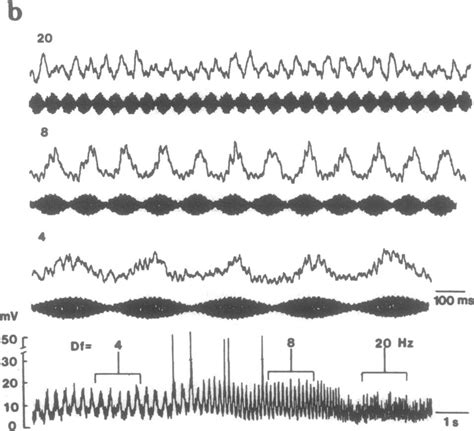 Camera Lucida Drawing A And Intracellular Recordings B From A Spiny