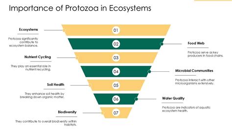Top 10 Taxonomy Framework Powerpoint Presentation Templates In 2025