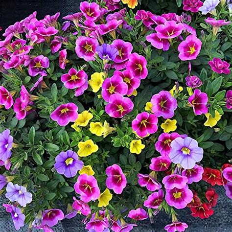 How To Care For Calibrachoa Hanging Baskets 7 Easy Care Tips