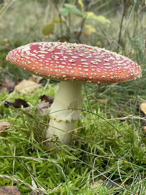 Top 20 Poisonous Mushrooms In The Uk To Avoid