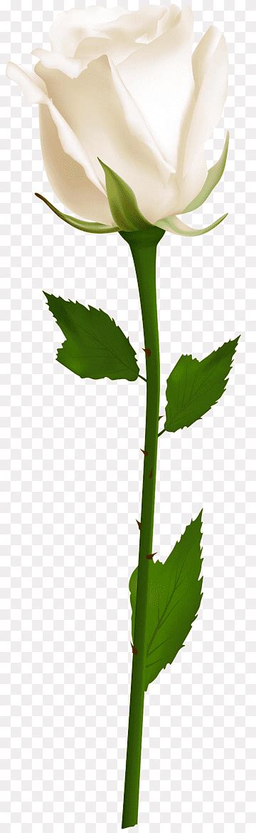 쪽 2 파란장미 Png 이미지 Pngwing