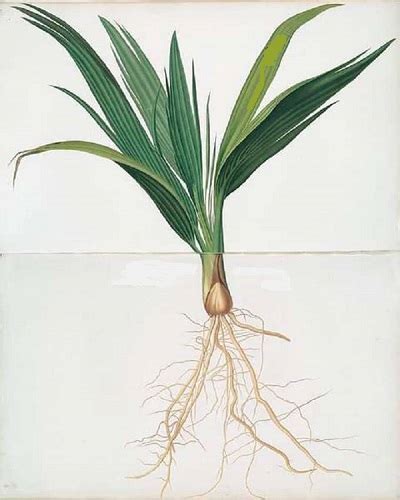 How Do Palm Trees Grow Good Ask We Show You