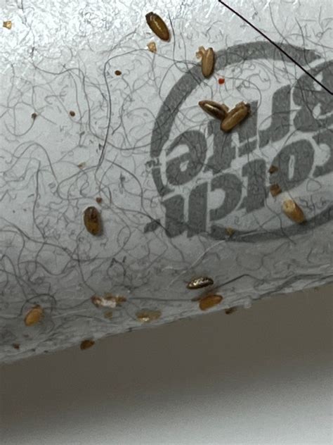 방에 초파리 알 지식in