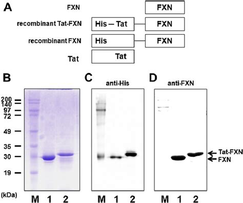 Purification Of Tat Fxn And Fxn Fusion Proteins A Schematic Download Scientific Diagram