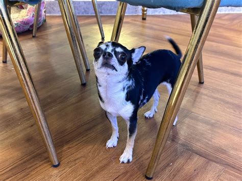 단모치와와 베리 달마시안 시고르자브종 슈나우저 폼스키 비글 스핑크스 풍산개 말라뮤트 꼬동드툴레아 파피용 개종류 봄베이 진돗개분양 셰퍼드 미니핀 화이트테리어 강아지입양