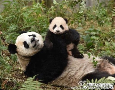 大熊猫喜妹，美不只在浓颜 知乎