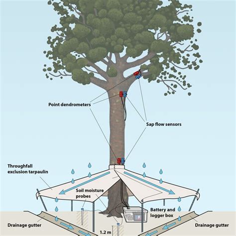 Schematic Diagram Of Droughttree Experimental Apparatus And Sensor Download Scientific Diagram