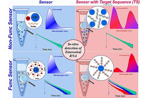 label free fluorosensor detects enteroviral rna with high selectivity