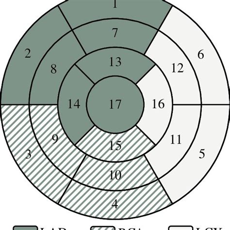 The 17 Segment Model For The Segmentation Of The Left Ventricle As Download Scientific Diagram