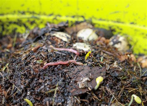 Composting Worms On Top Of Kitchen Scraps Manure And Dirt Group Of Earthworms Or Red Wigglers