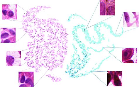 t distributed stochastic neighbor embedding t sne 10 with downsampled