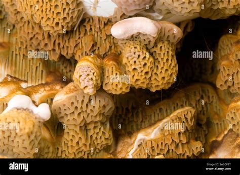 Dry Rot Fungus Dry Rot Unlike Its Name Suggests Infects Damp Timber
