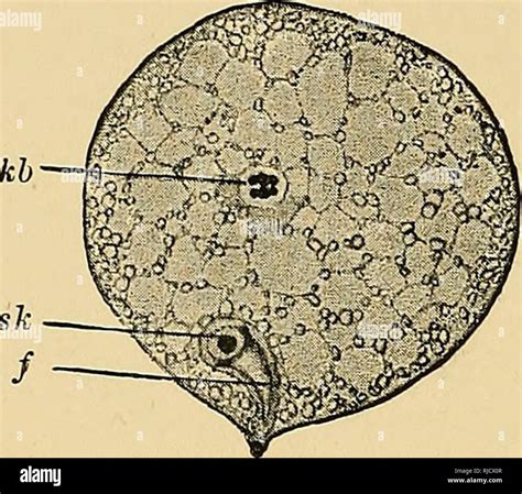 Structure Of A Generalized Cell