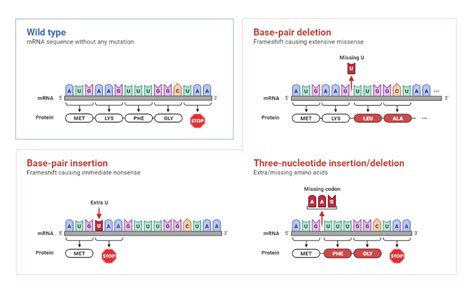 Frameshift Mutations Biorender Science Templates