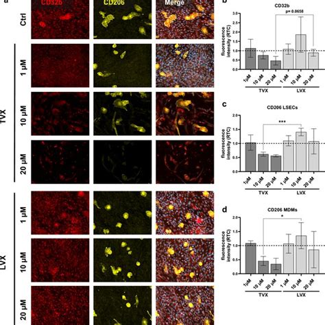 Detection Of Released Ldh In The Liver Model A D Ldh Release In