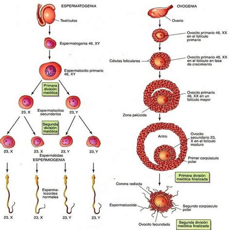 Ovogénesis 🧬🚺 Nurse Nursing Students Instagram Profile