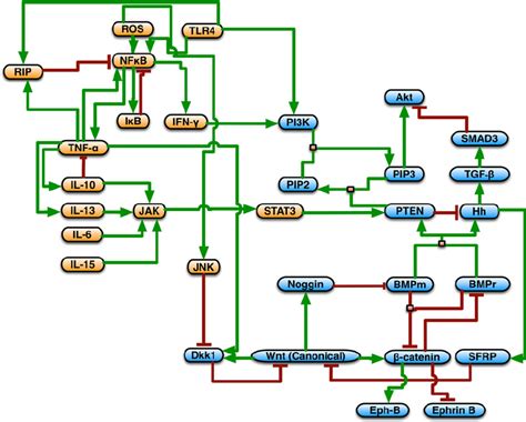 Signaling Networks Instantiated In Segment Morphogen Signaling Pathway Download Scientific