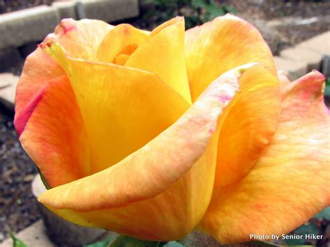 Photos by Senior Hiker: Rio Samba Rose