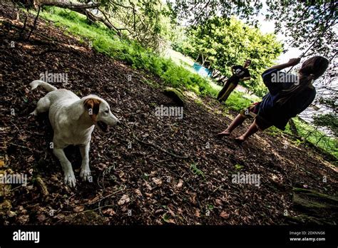 Arbre bois chien hi-res stock photography and images - Alamy