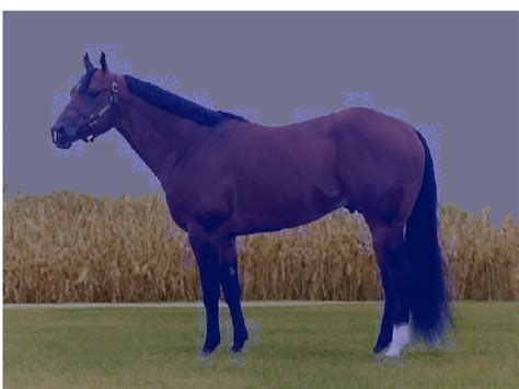 如何使用开源图像分割数据集训练自己的抠图模型 Issue PaddlePaddle PaddleX GitHub