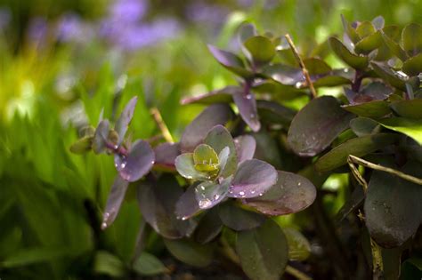 Sedum Blue Pearl Blue Pearl Sedum Care Travaldos Blog