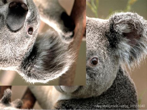 Python 技术篇 用pil库实现图片剪切、粘贴实例演示pil粘贴 Csdn博客