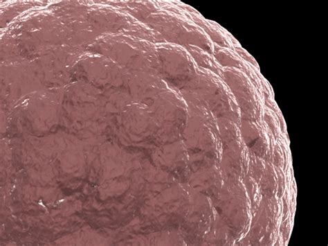 Platlet Cell 2 3d Model