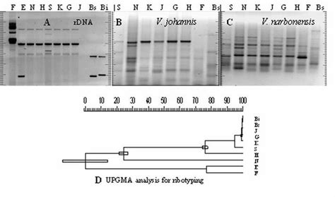 The Results Of Ribotyping And Two Whole Genome Southern Hybridization Download Scientific