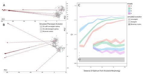 pca phylomorphospaces for example datasets that simulate convergence