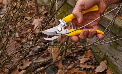 Як обрізати агрус восени докладний майстер клас з фото Моє домашнє натхнення