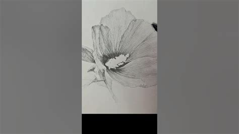 [연필드로잉] 한국을 상징하는 꽃 무궁화 그리기 꽃그림 대한민국국화 무궁화 한국을대표하는꽃 Youtube