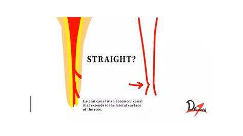 Internal Anatomy Classification Pdf