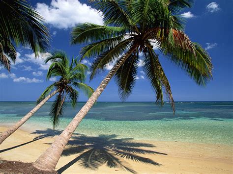 Coconut Palm Tree Pictures Facts On Coconut Palm Trees