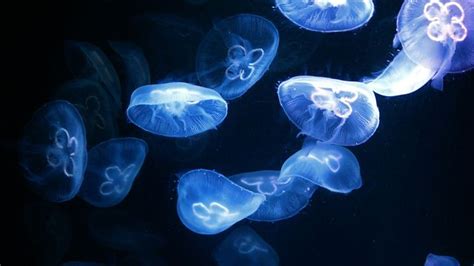Animal Bioluminescence Evolved 540 Million Years Ago Technology Networks