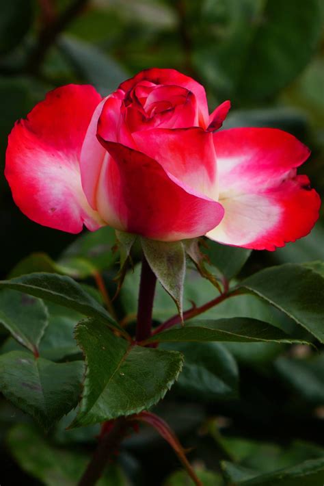 Powerful Rose Vibrator Is Amazon S Best Selling Sex Toy Playbabe