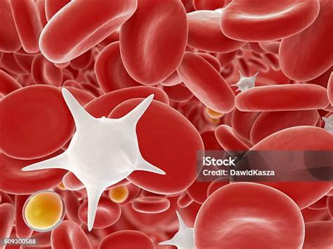 Sel Darah Merah Eritrosit Trombosit Sel Putih Ilustrasi Latar Belakang