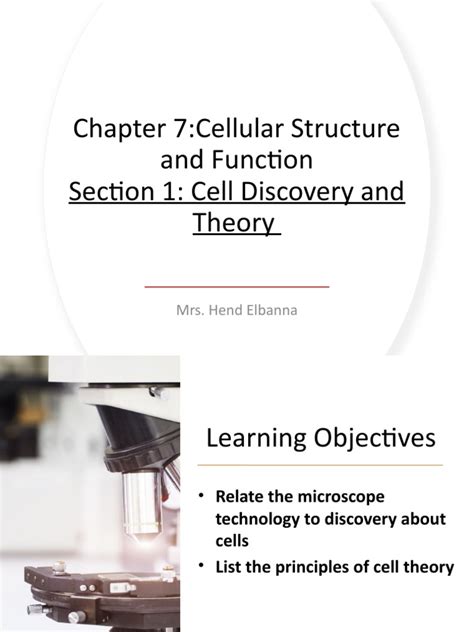 Chapter 7cellular Structure And Function Section 1 Cell Discovery And