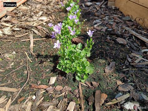 Oneplus Nord Review Let S Marvel At Mediatek