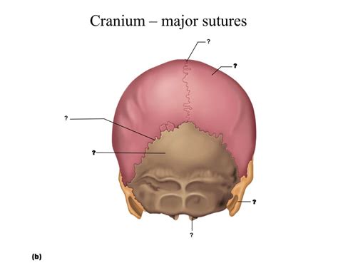 Cranium Major Sutures Diagram Quizlet