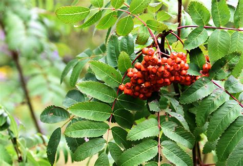 The Trees Of Heene Cemetery Friends Of Heene Cemetery