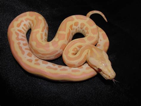 Albino Burmese Python Hatchling Brianmartinson