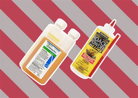 Tree Roaches Everything You Need To Know