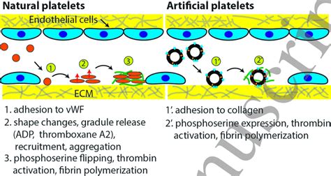 Comparison Of Natural Platelet And Artificial Platelet Functions