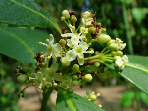 Ilex Paraguariensis St Hilaire