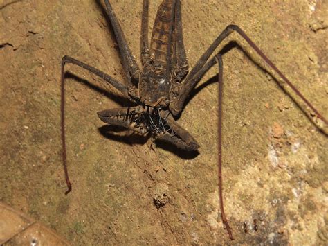 Tailless Whip Scorpion Care Tailless Whip Scorpion Project Noah We