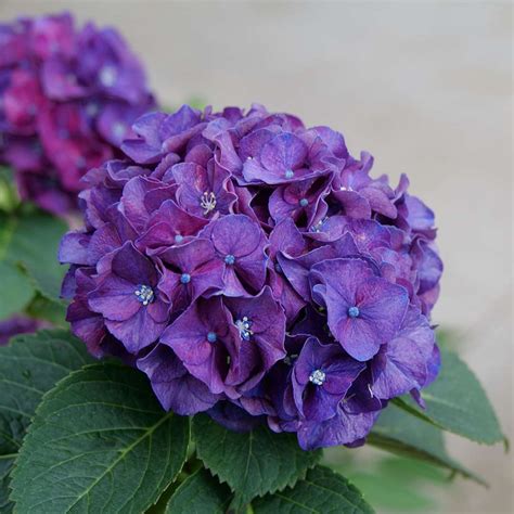 Wee Bit Grumpy® Bigleaf Hydrangea 4 Pot Proven Winners Hirts Gardens